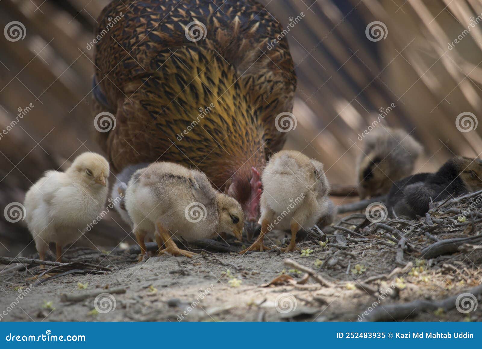 Beautiful Portrait of Cute Baby Chicks Stock Image - Image of furry ...