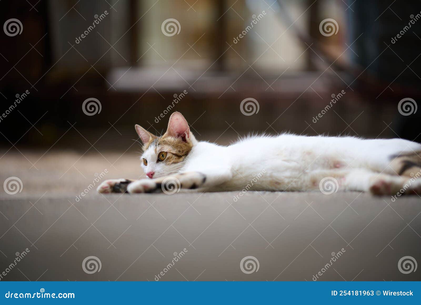 Beautiful Portrait of Cute Cat Lying on the Ground Stock Image - Image ...
