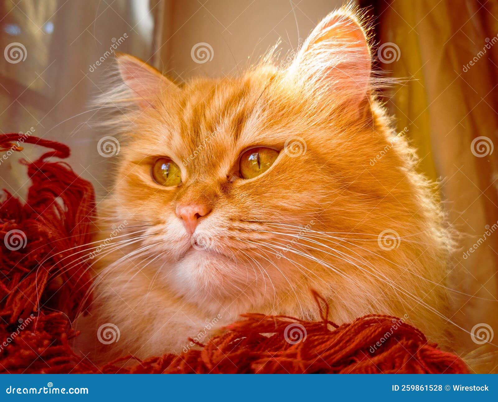 Beautiful Portrait of a Cute Fluffy Ginger Cat Stock Photo - Image of ...