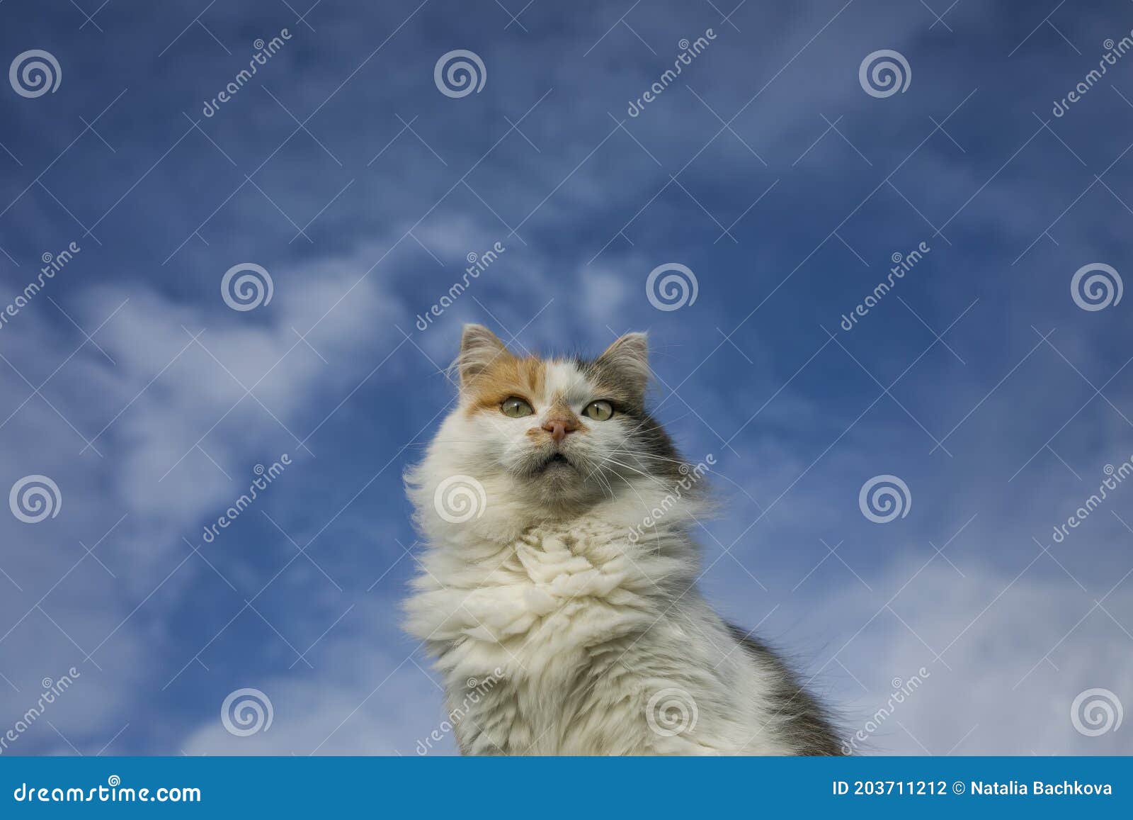 Portrait Fluffy Cat on a Blue Sky Background Stock Photo - Image of ...