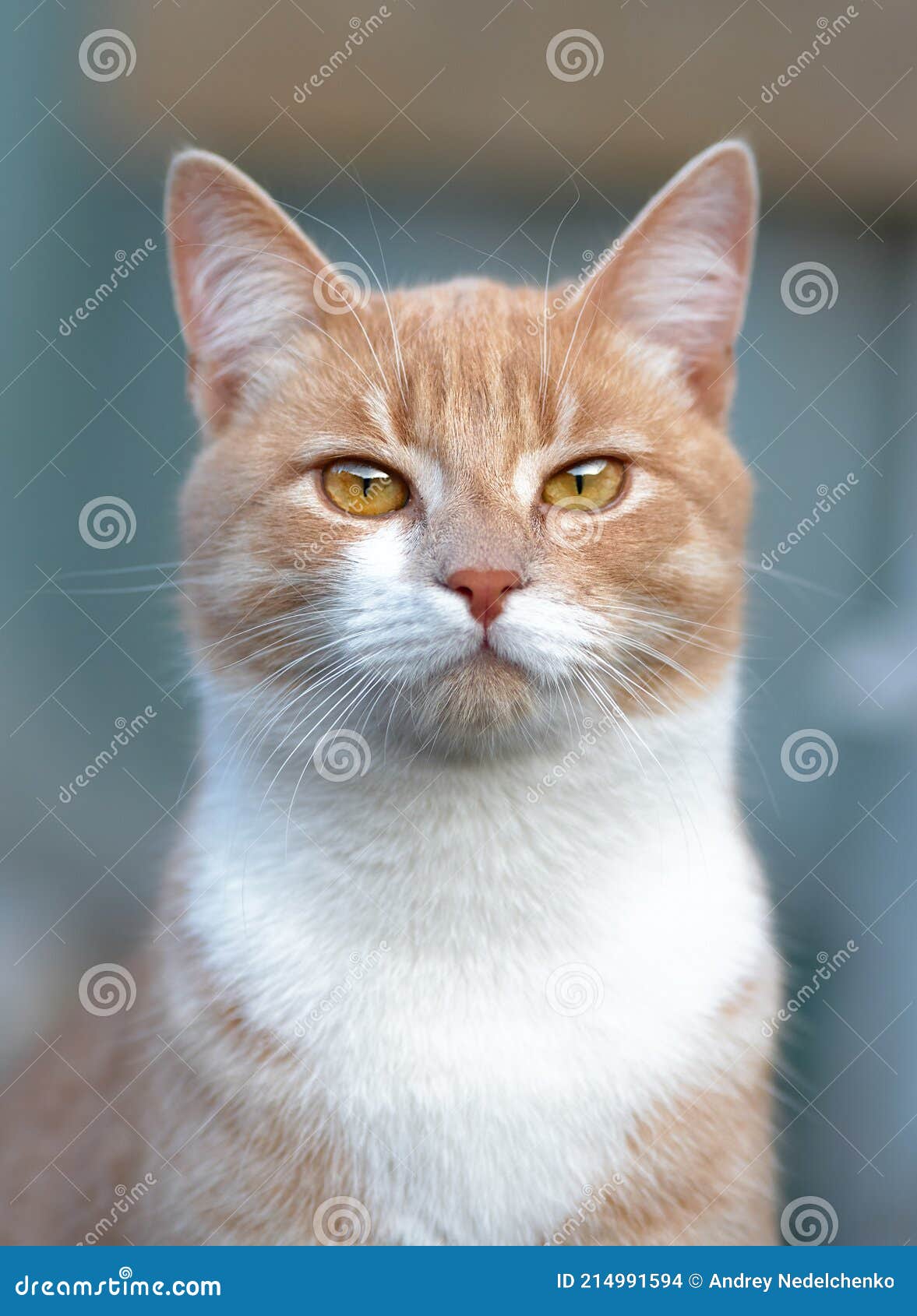 Beautiful Portrait of a Ginger Cat Stock Photo - Image of happy, couple ...