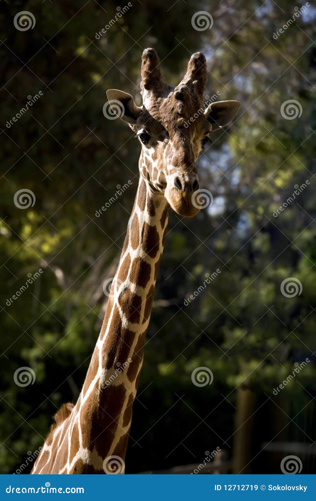 Beautiful Portrait of a Giraffe Stock Image - Image of ears, green ...