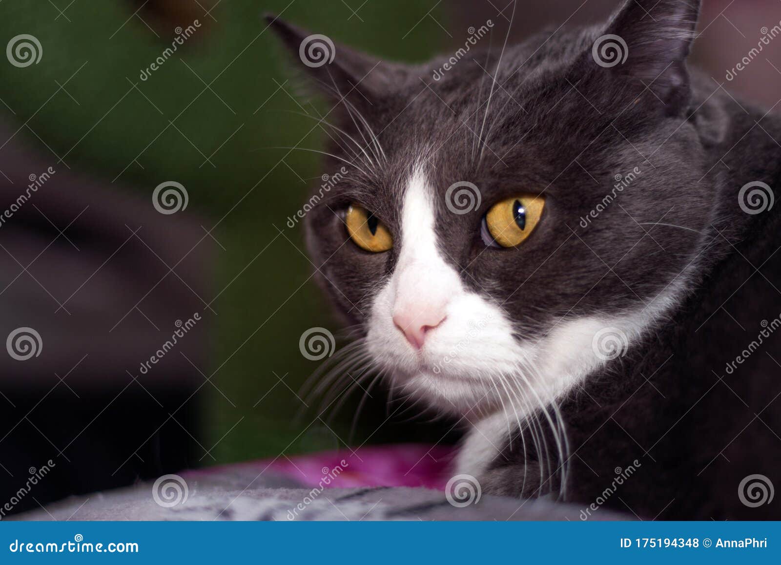 Beautiful Portrait of a Grey and White Grumpy Cat Stock Photo - Image ...