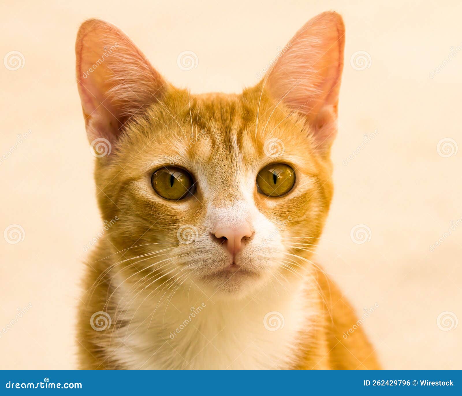Beautiful Portrait of an Orange Cat Stock Photo - Image of ears, breed ...