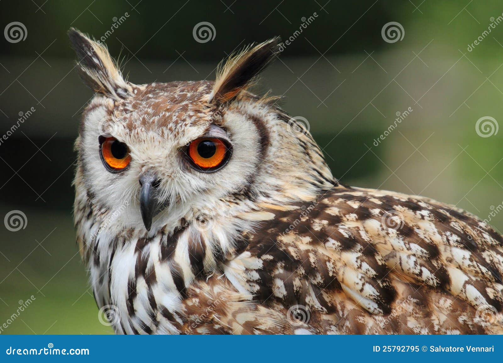 A Beautiful Portrait of an Owl. Stock Image - Image of eyes, prey: 25792795