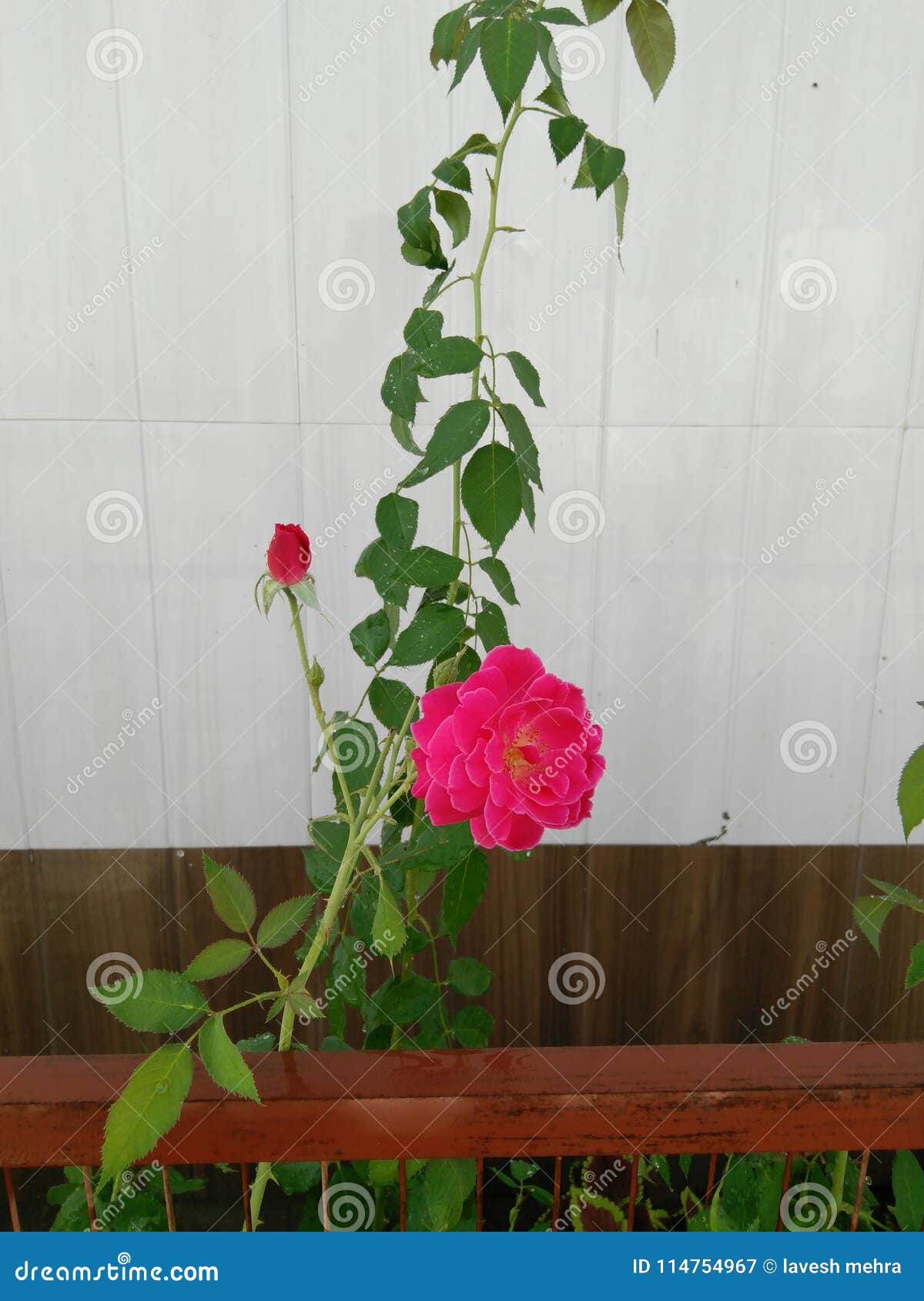 Rose Portrait stock image. Image of green, rose, pink - 114754967