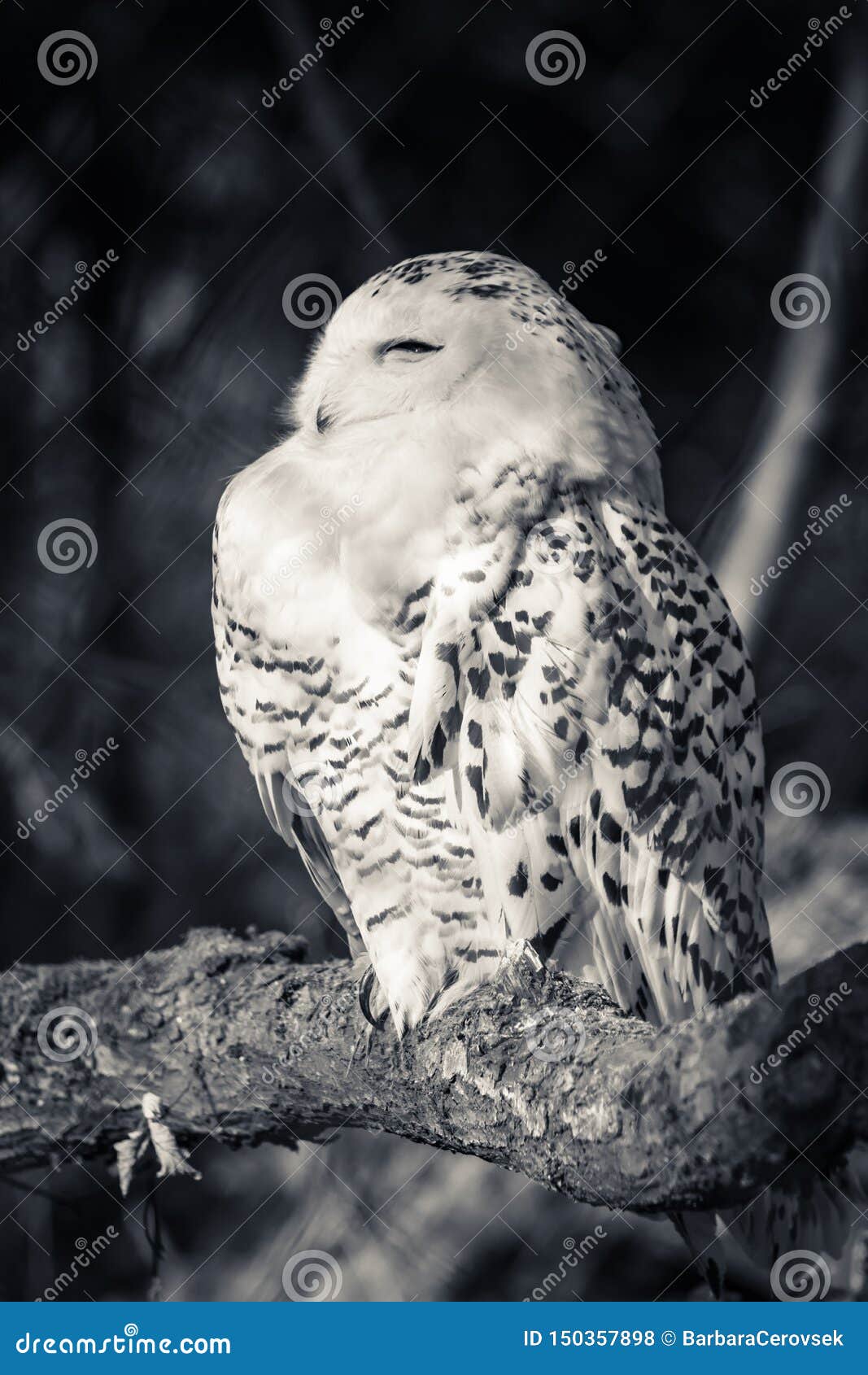 Beautiful Portrait of Snowy Owl Stock Photo - Image of looking, face ...