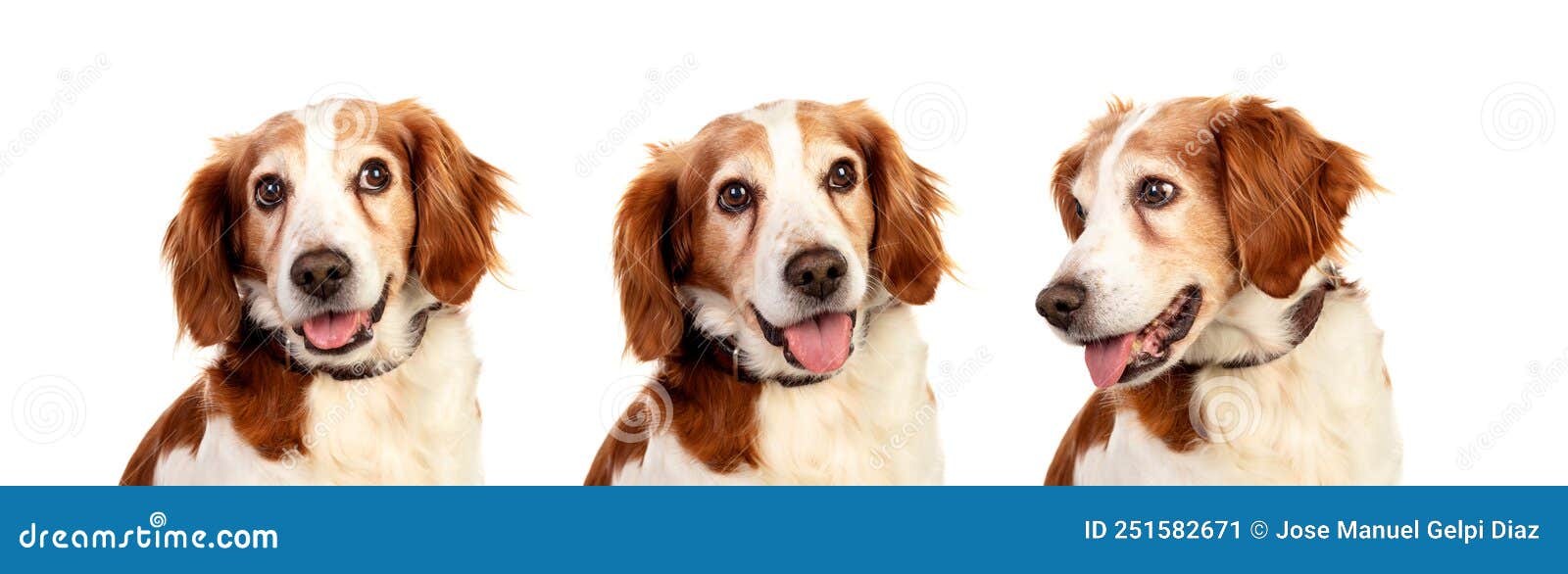 Beautiful Portrait of Three Hunter Dogs Stock Image - Image of ...