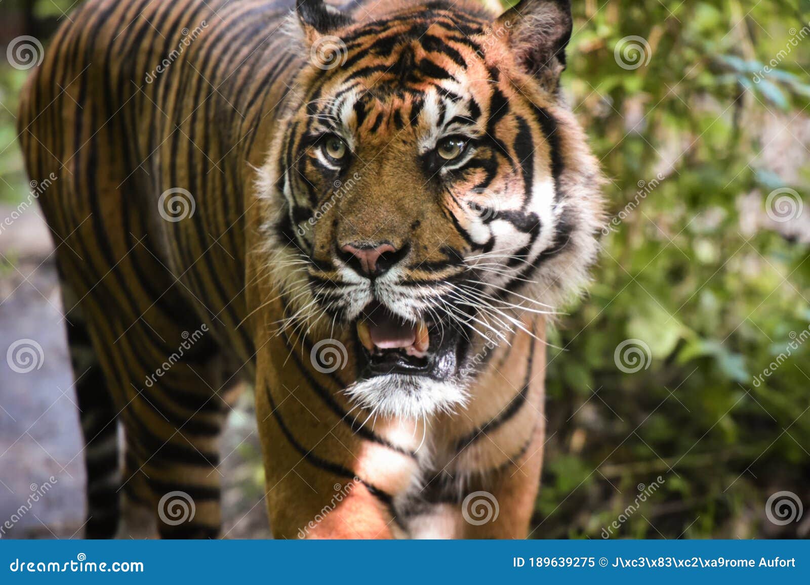 Tiger in forest stock image. Image of beauval, portrait - 189639275