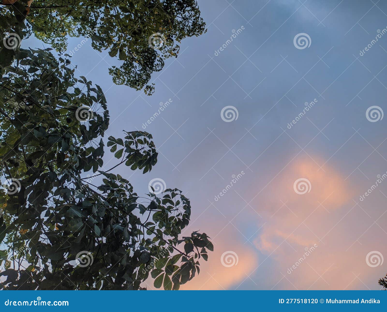 Beautiful Portrait from Under the Trees Stock Photo - Image of outdoor ...