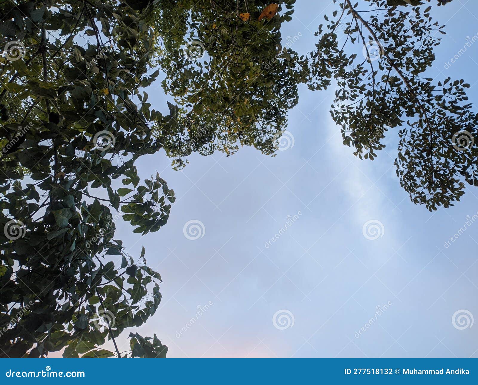 Beautiful Portrait from Under the Trees Stock Photo - Image of trees ...