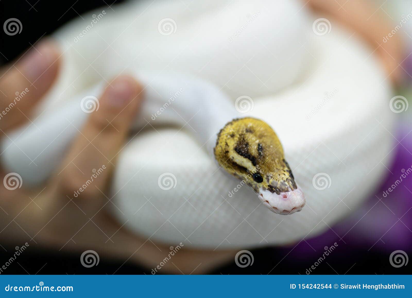 Beautiful Portrait of White Snake in Hand Stock Photo - Image of smooth ...