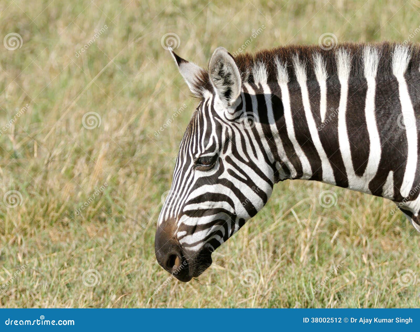 A Beautiful Portrait of Zebra Stock Photo - Image of nature, mammalia ...