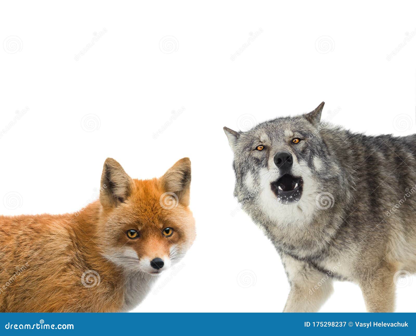 Beautiful Portraits of Wolf and Fox Isolated on White Stock Image ...