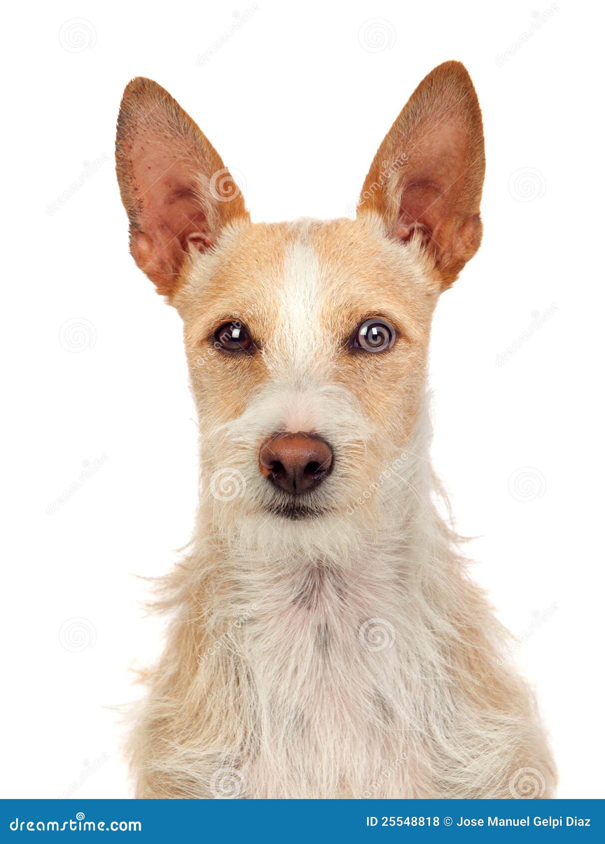 Portuguese Hound Photos - Free & Royalty-Free Stock Photos from Dreamstime