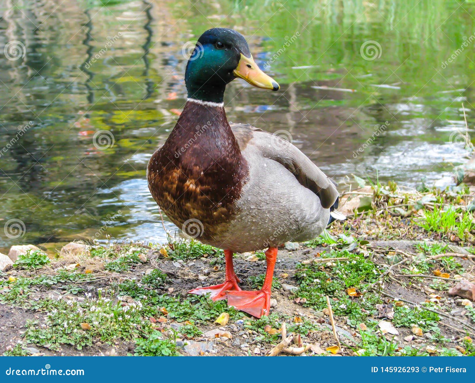 Beautiful Posing Duck in Sunny Weather - Duck in Front of Water Stock ...