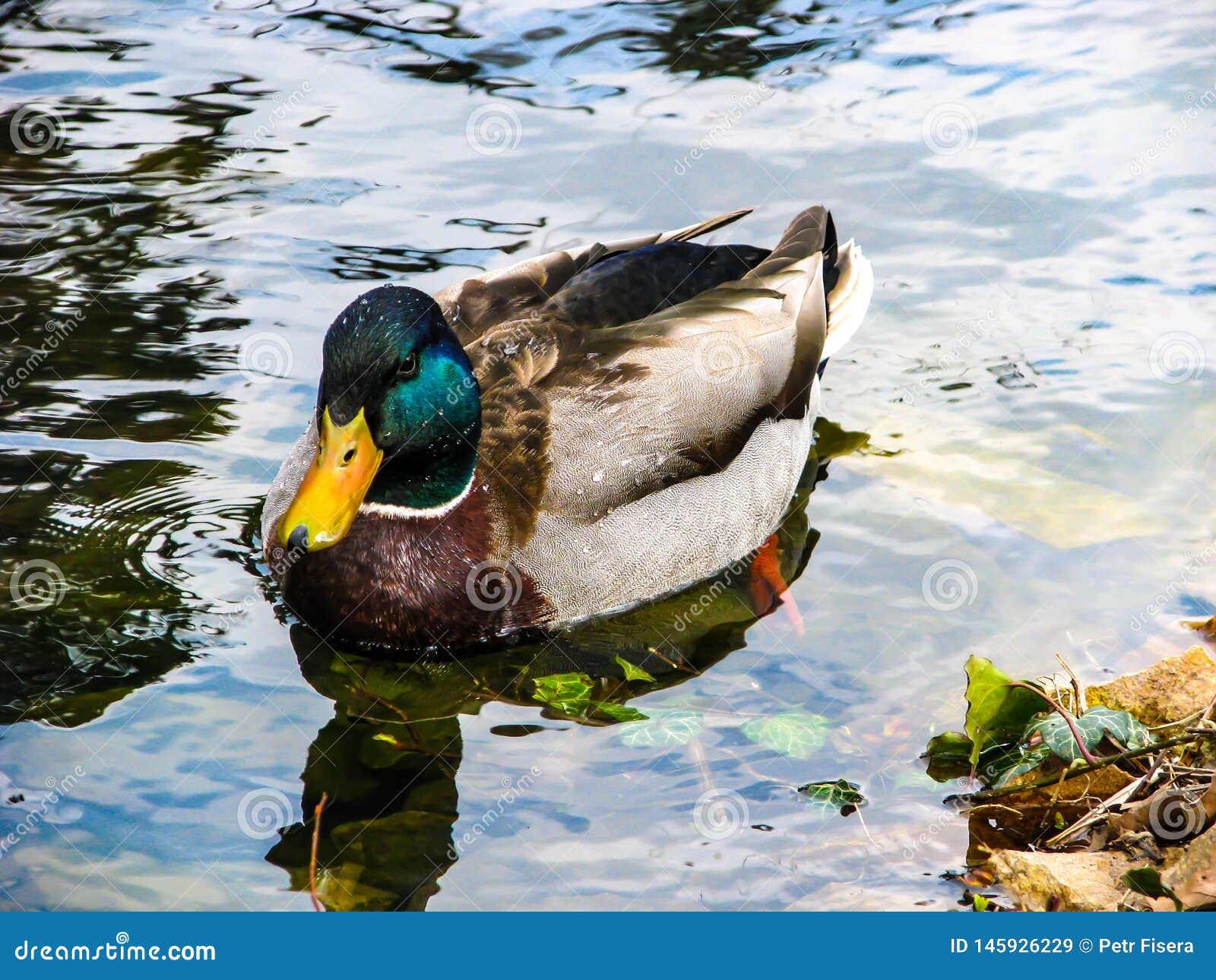 Beautiful Posing Duck in Sunny Weather - Duck in Water Stock Image ...