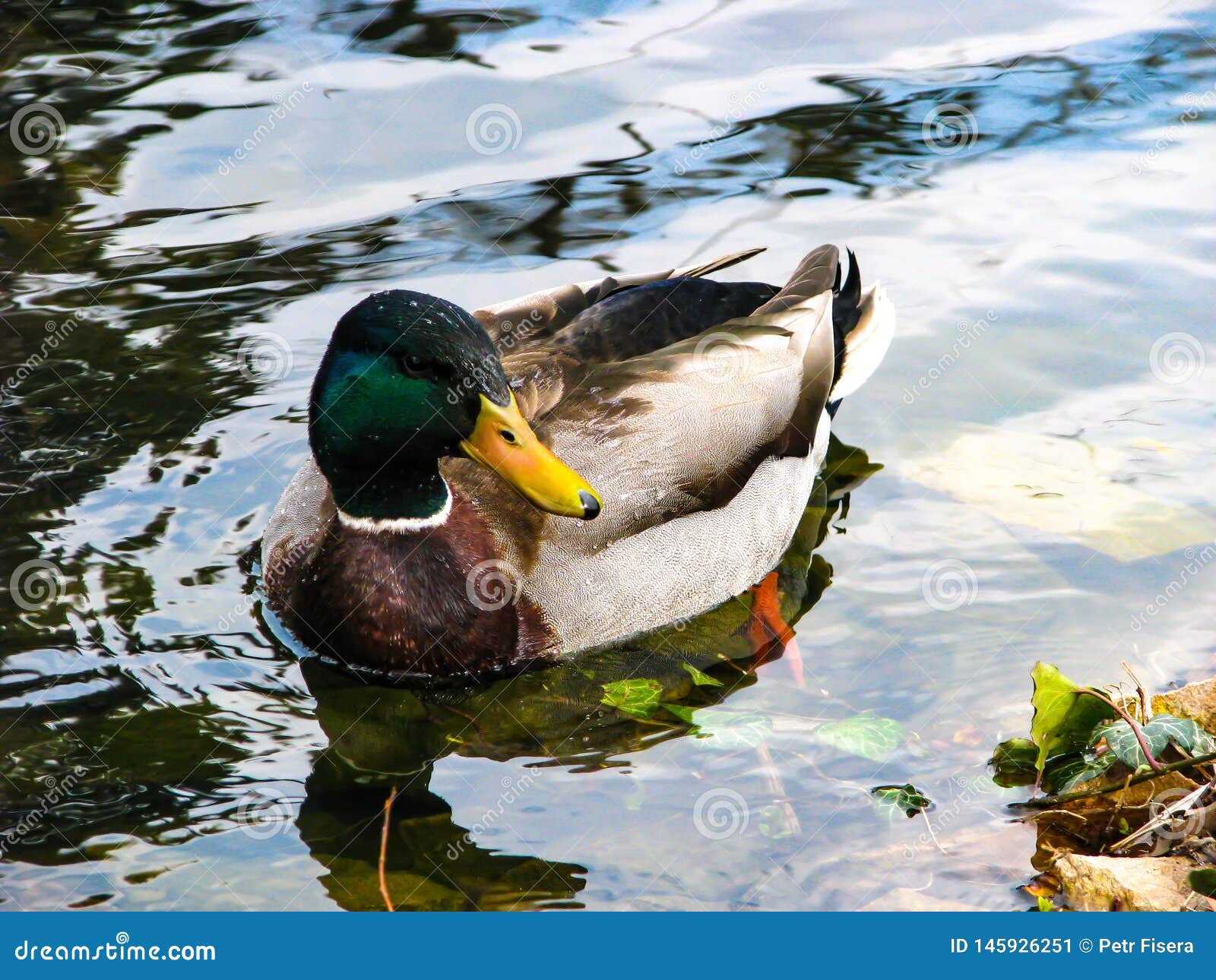 Beautiful Posing Duck in Sunny Weather - Duck in Water Stock Image ...
