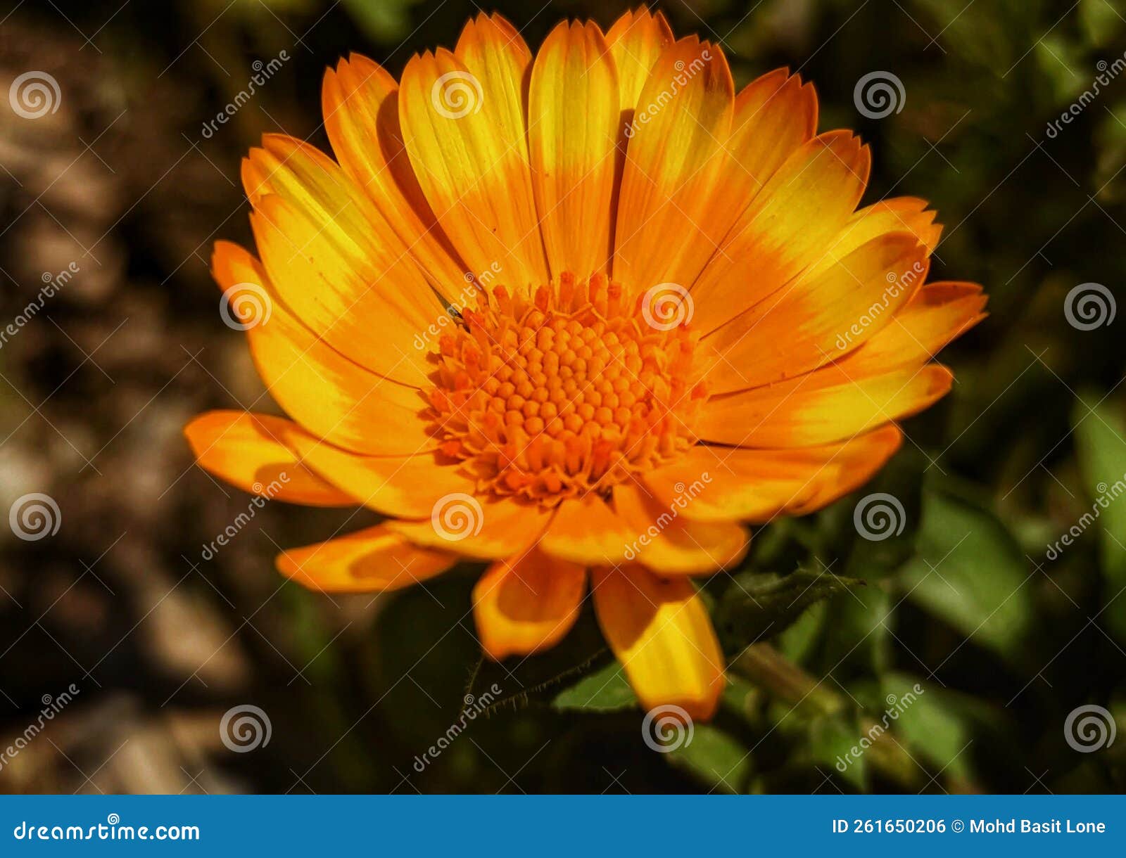 A Beautiful Pot Marigold Flower in a Park. Stock Photo - Image of ...
