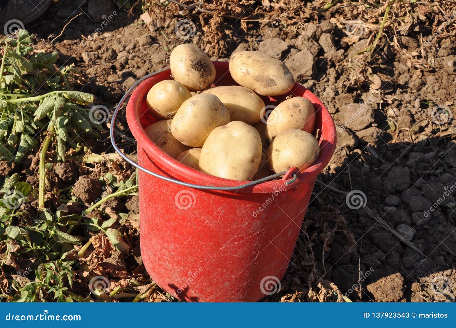 The Beautiful Potato in Farmland Stock Image - Image of outdoors, leaf ...