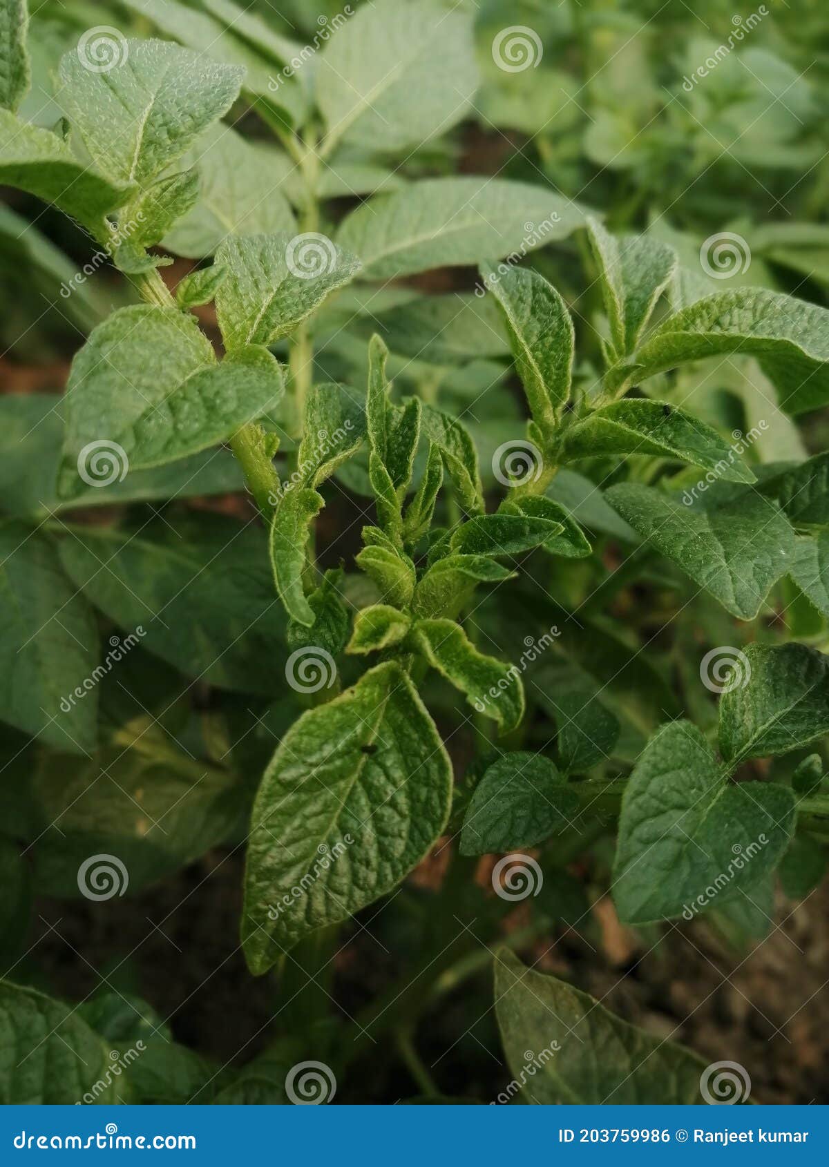 Beautiful Potato Leaves in Fields Stock Photo - Image of fields, leaves ...