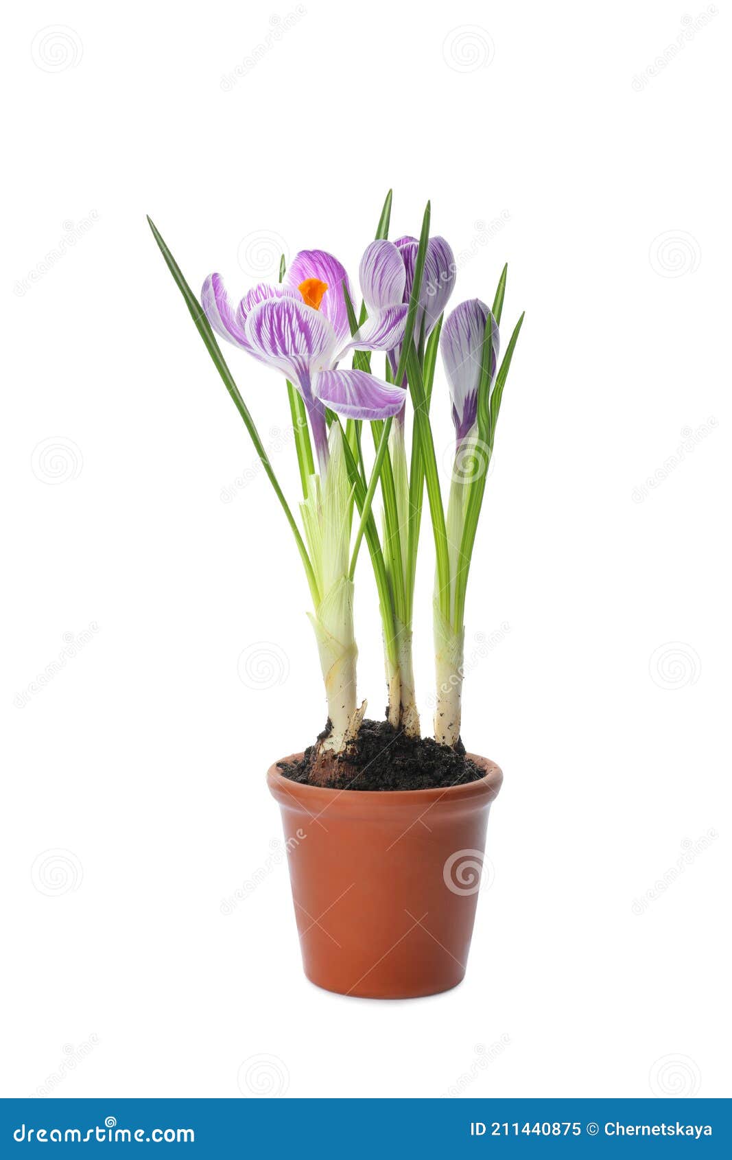 Beautiful Potted Crocus Flowers Isolated on White Stock Image - Image ...
