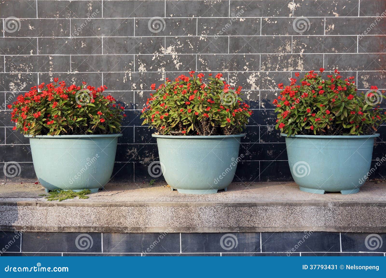 Beautiful potted flowers stock image. Image of flower - 37793431