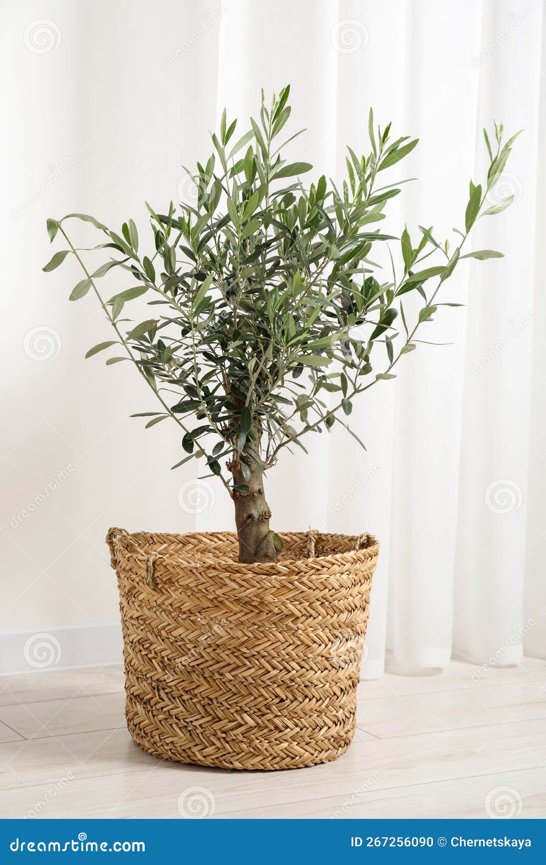 Beautiful Potted Olive Tree on Floor Indoors Stock Photo - Image of ...
