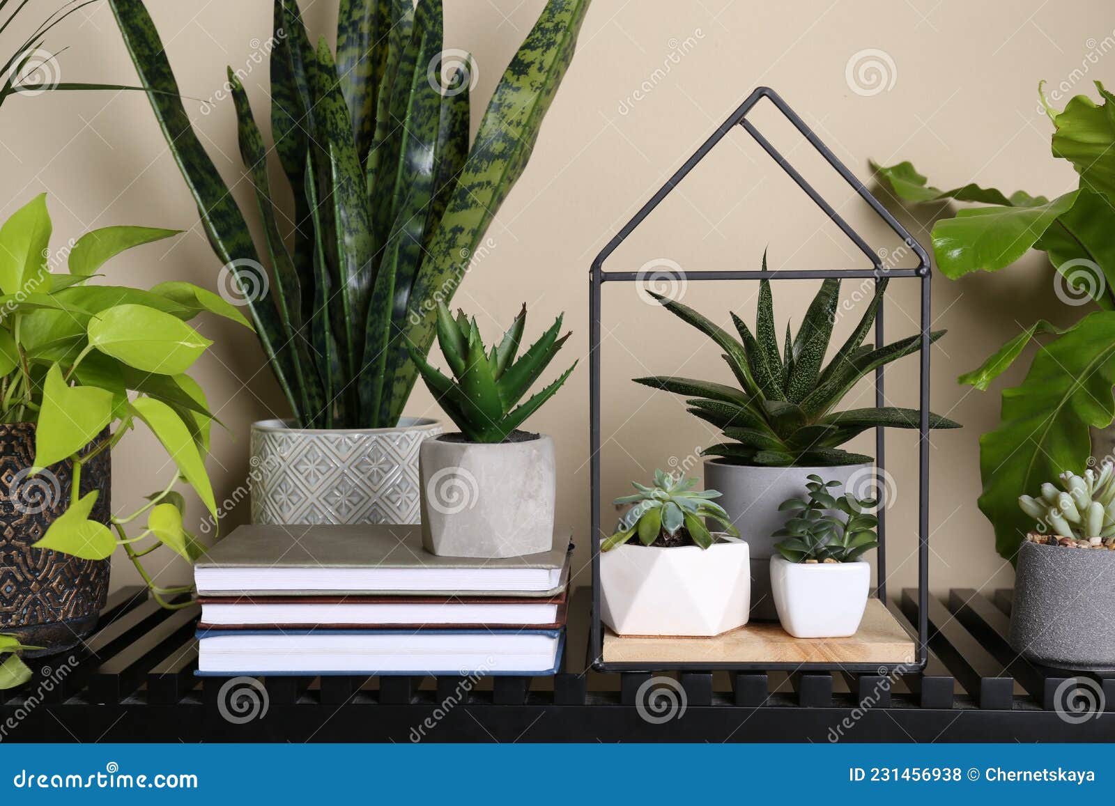 Beautiful Potted Plants on Table Indoors. Interior Design Stock Photo ...