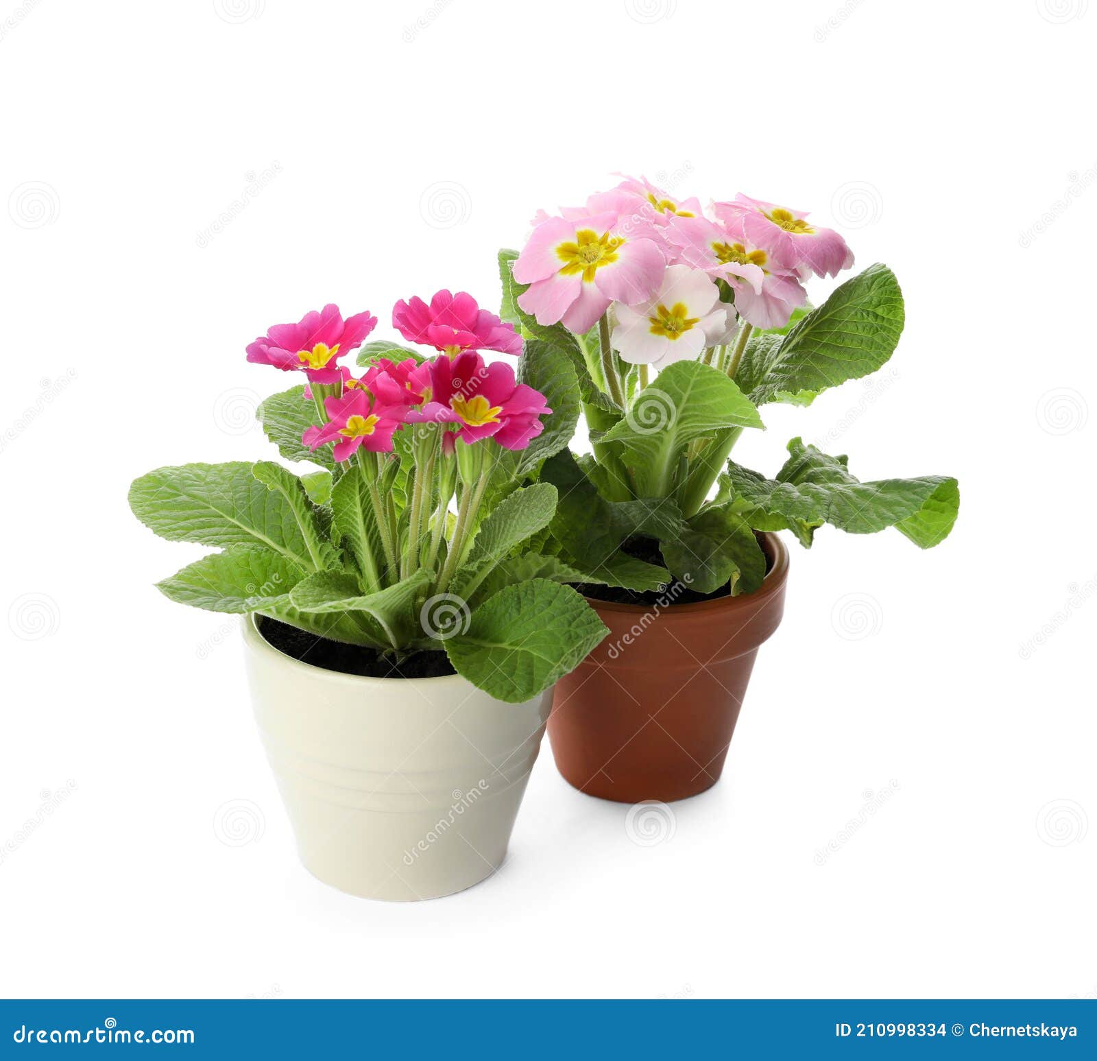 Beautiful Potted Primula Flowers on White Background Stock Photo ...