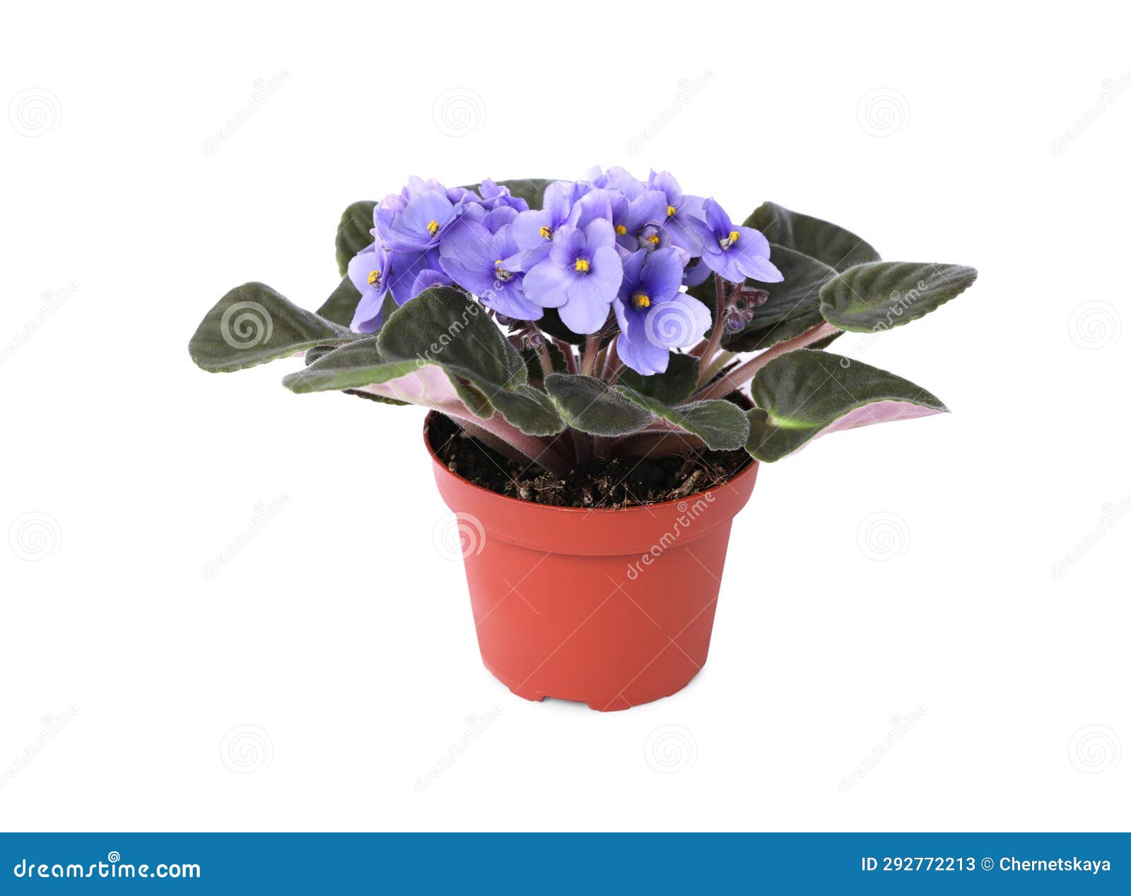 Beautiful Potted Violet Flower Isolated on White Stock Image - Image of ...