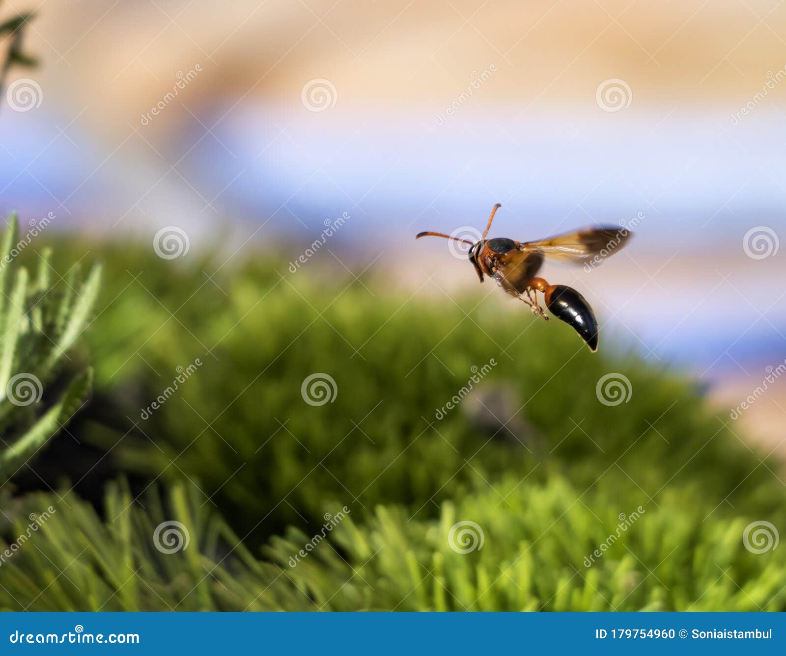 Beautiful Potter Wasp Flying in Grass Stock Photo - Image of orange ...