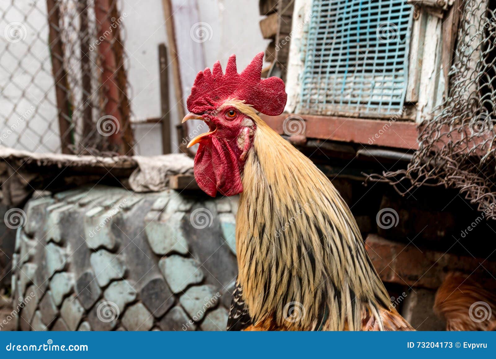 Beautiful poultry rooster stock image. Image of feathers - 73204173