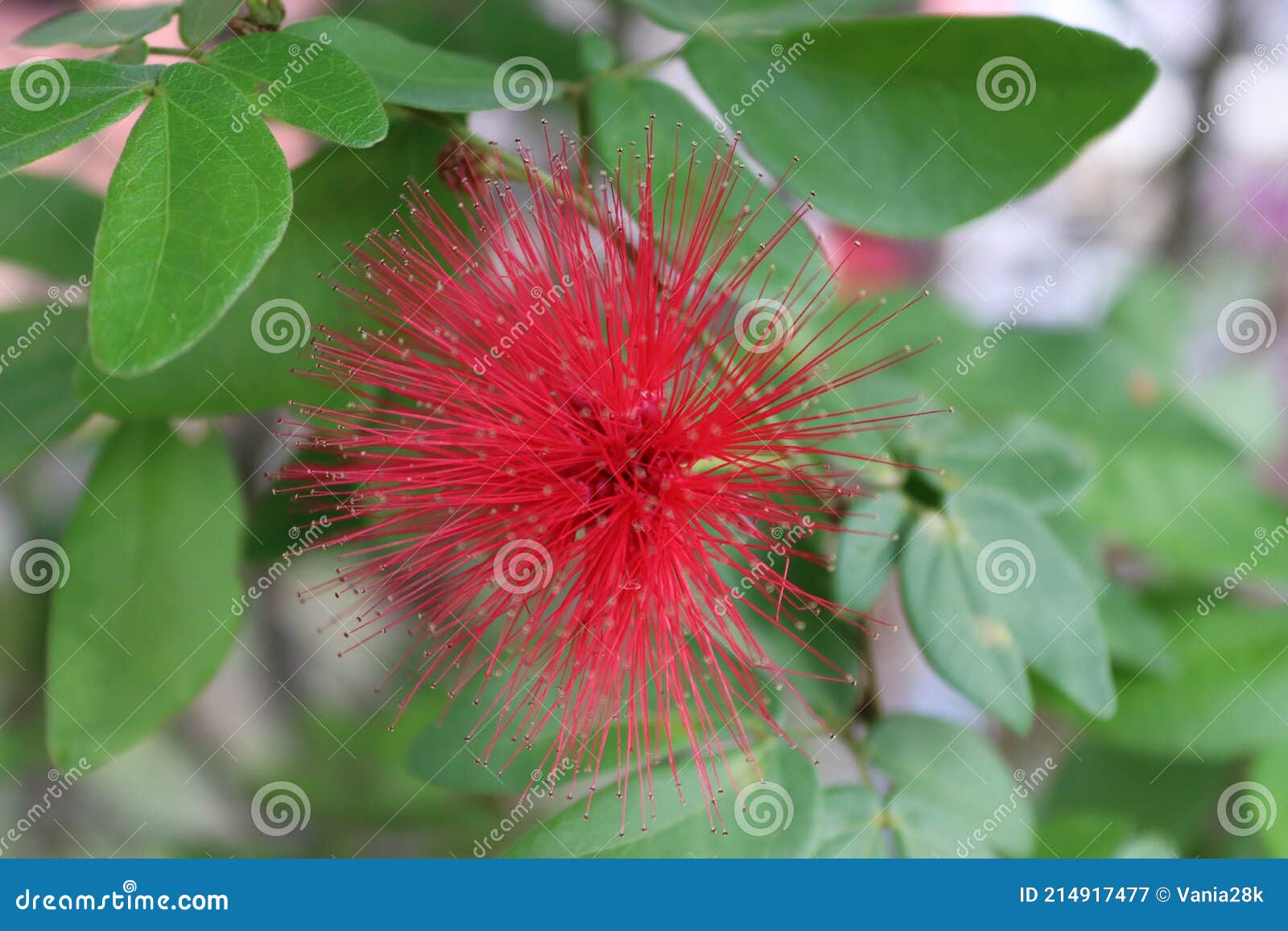Beautiful Calliandra or Red Powder Puff or Fairy Duster Flower in ...