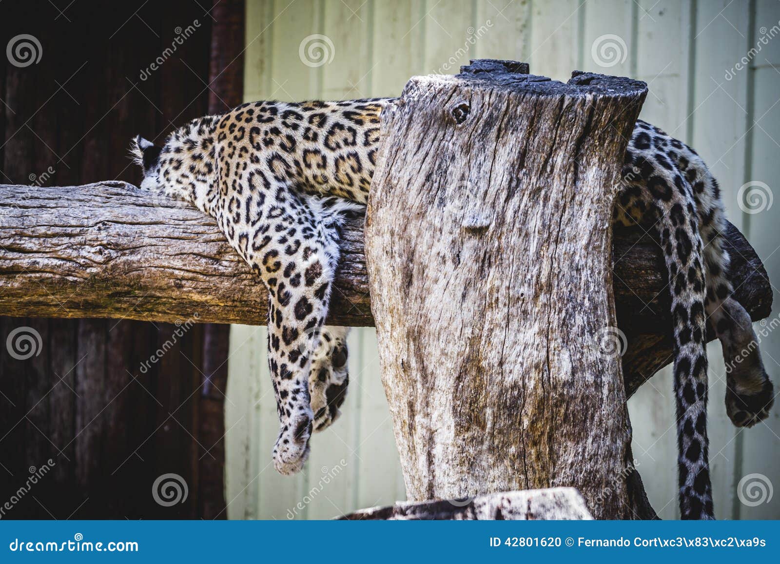 Beautiful and Powerful White Leopard Resting in the Sun Stock Photo ...