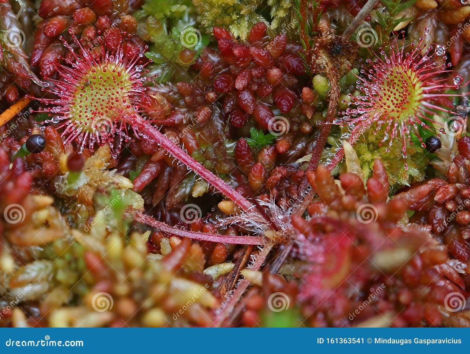 Beautiful Predator Bug In Fresh Forest For Fresh Nature Background ...