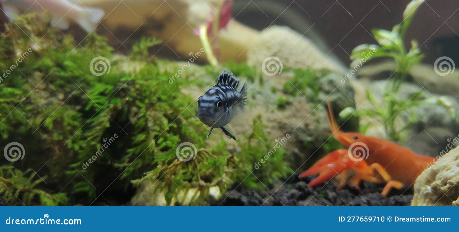 Beautiful Predatory Fish in the Aquarium Stock Photo - Image of ...