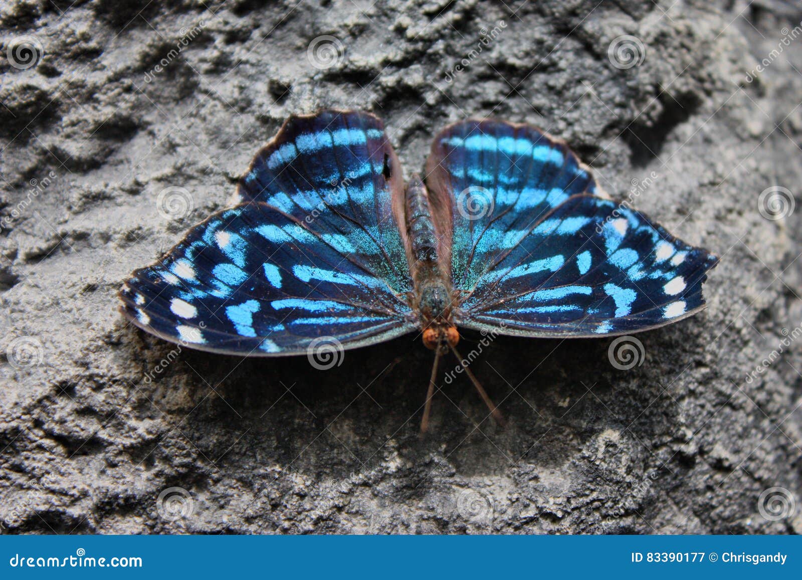 A Beautiful Pretty Colourful Blue Butterfly with Wings Spread Stock ...