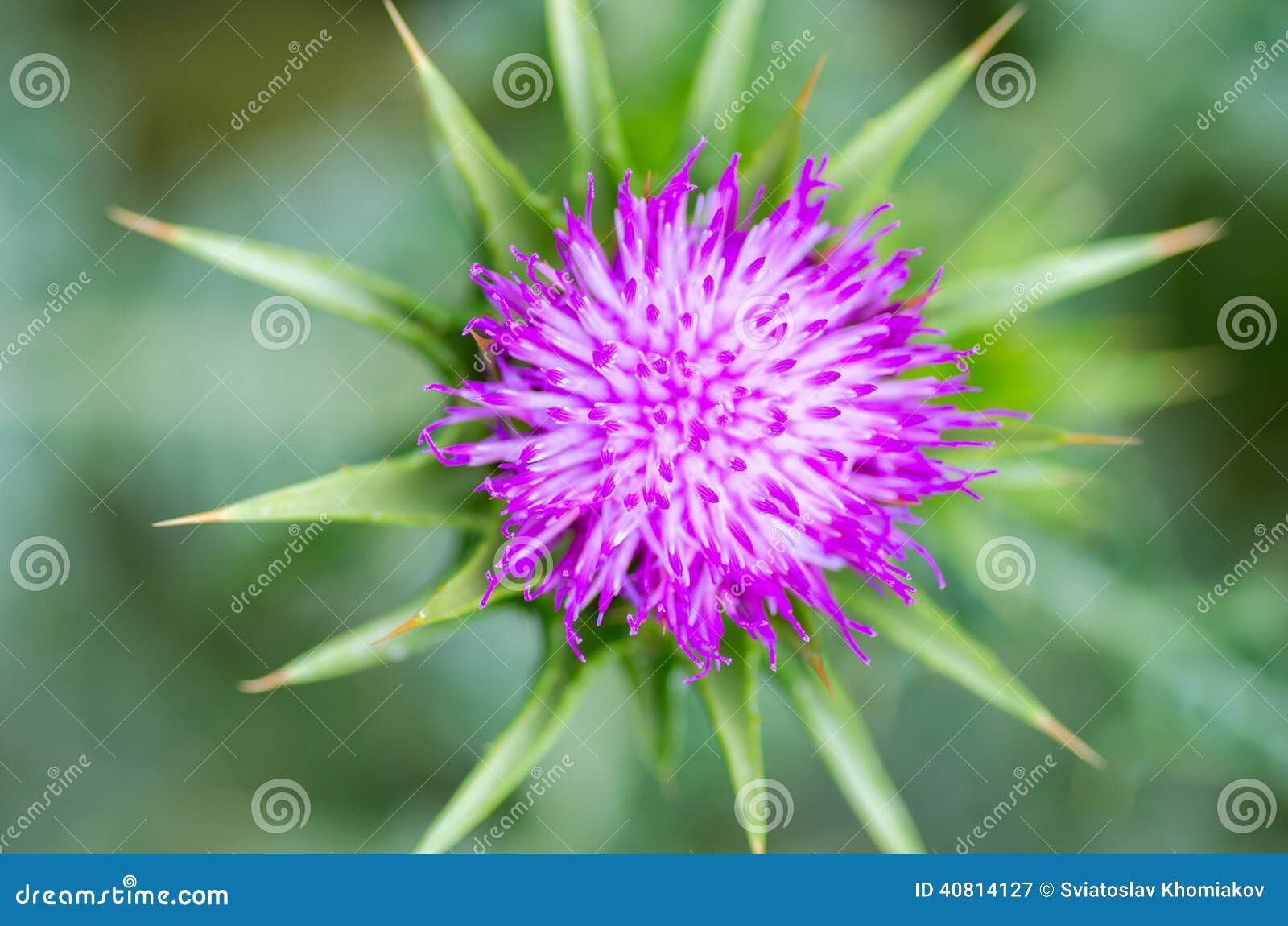 Beautiful Prickly Flower in Full Screen. Stock Image - Image of ...
