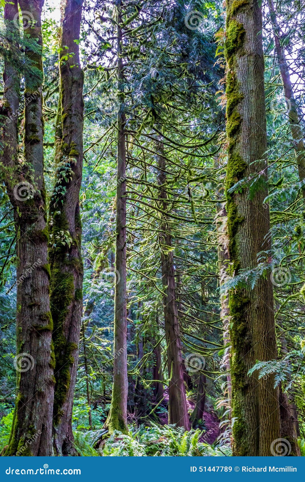 A Beautiful Primeval Rain Forest Stock Image - Image of natural, limbs ...
