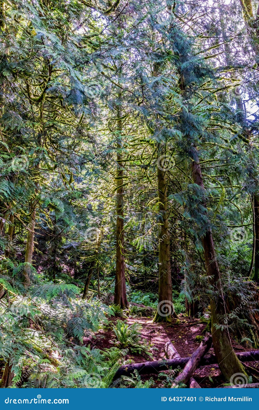 A Beautiful Primeval Rain Forest. Stock Image - Image of mystical ...