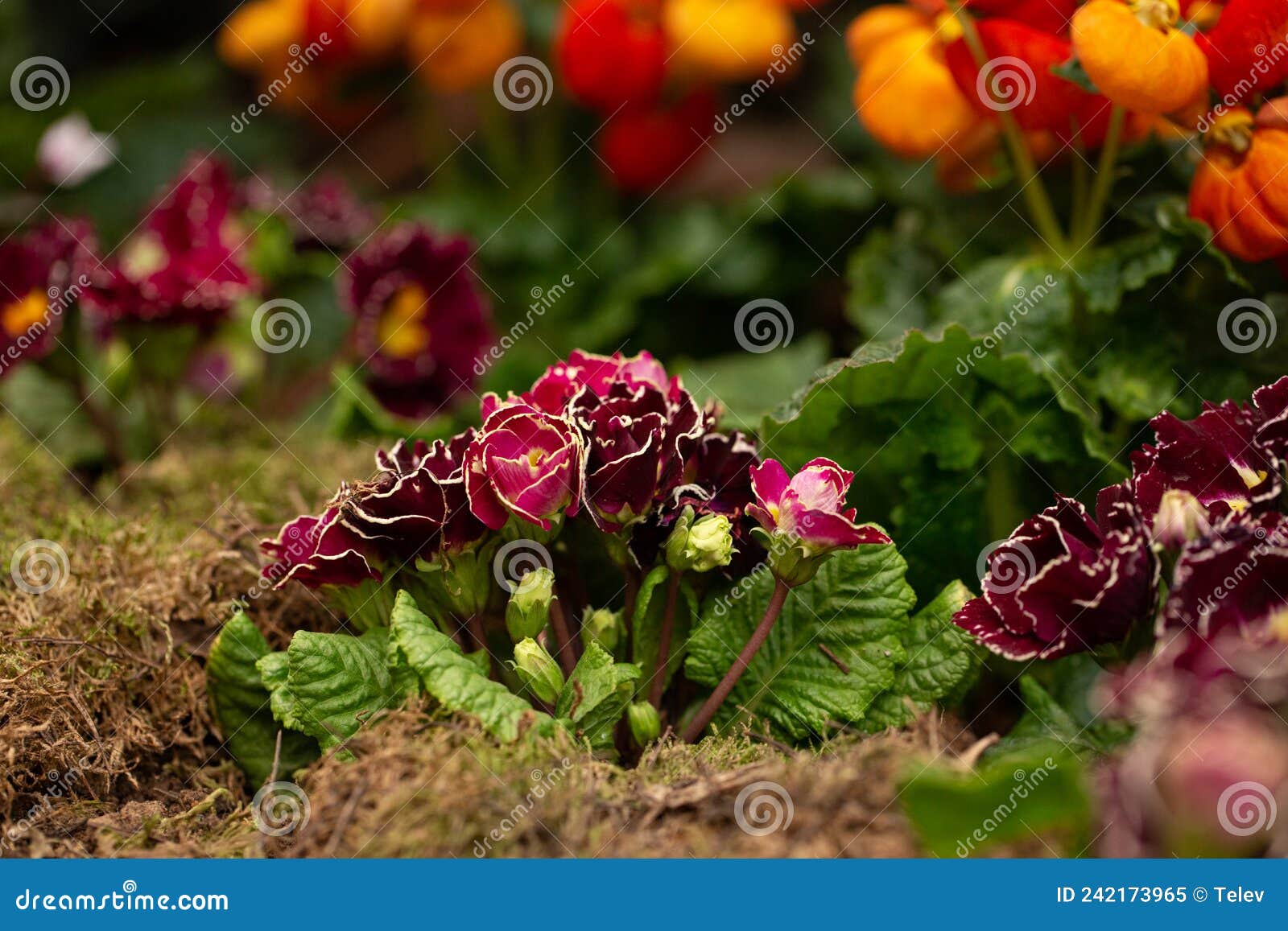 Beautiful Primroses in the Garden Stock Image - Image of beautiful ...