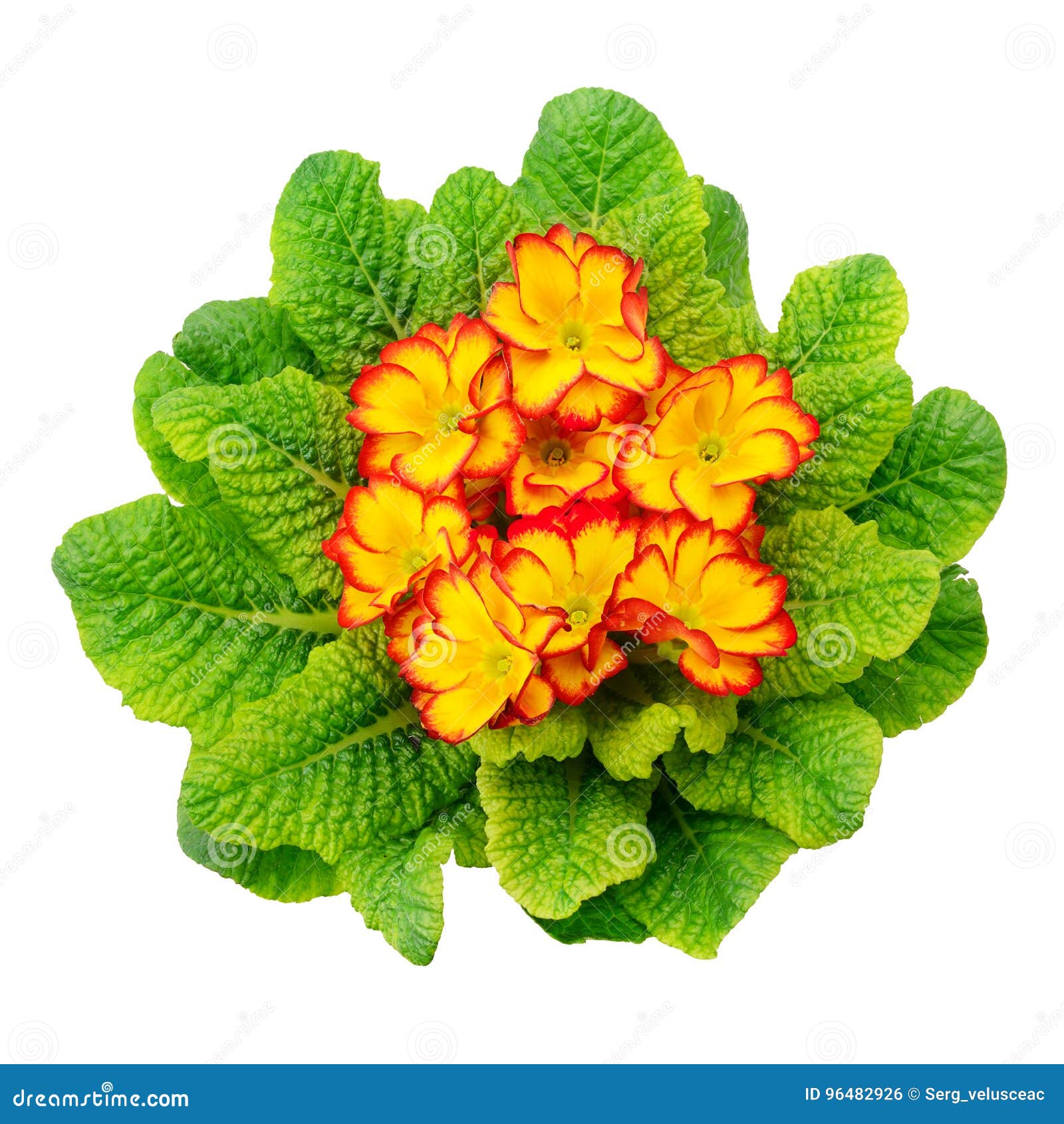 Beautiful Primula with Green Leaves Isolated on White Background Stock ...