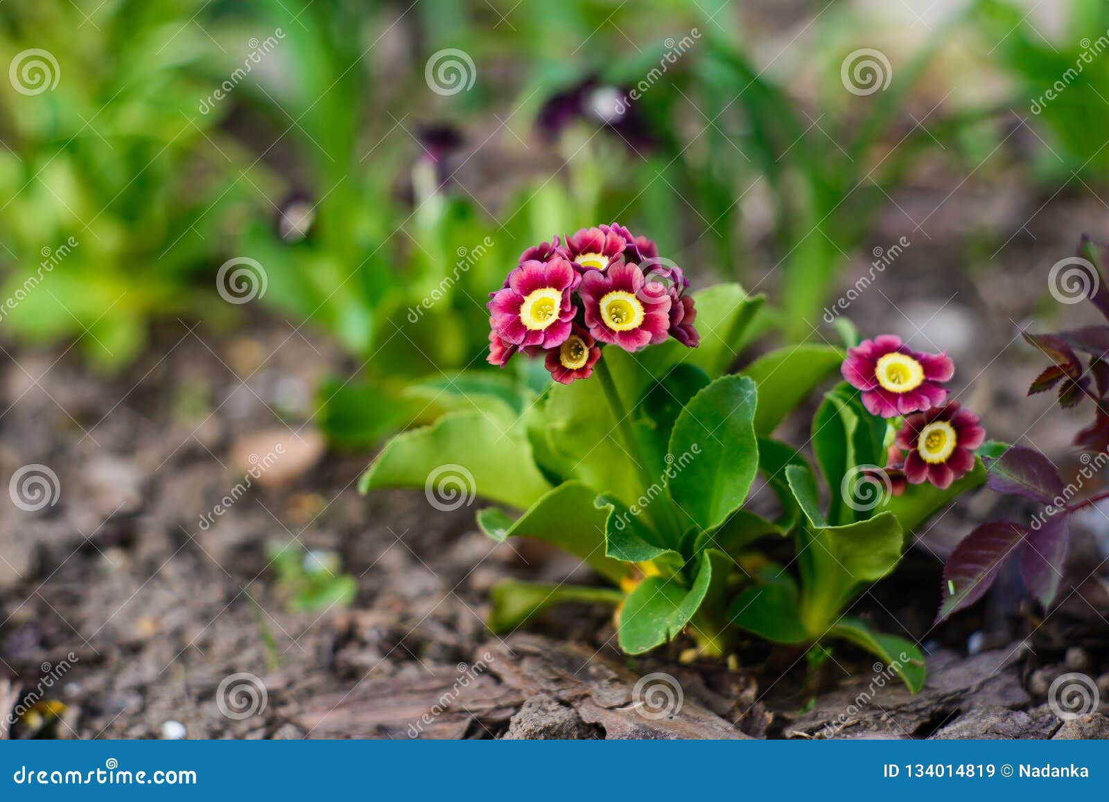 Beautiful Primula Auricula Seedling Stock Image - Image of perennial ...