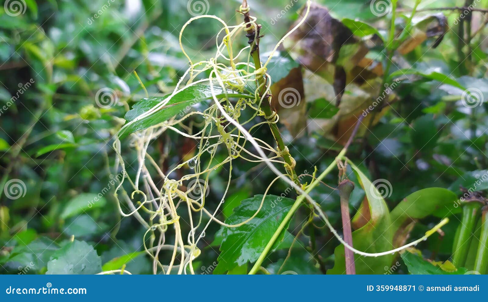 Beautiful Princess String Plant in the Garden Stock Image - Image of ...