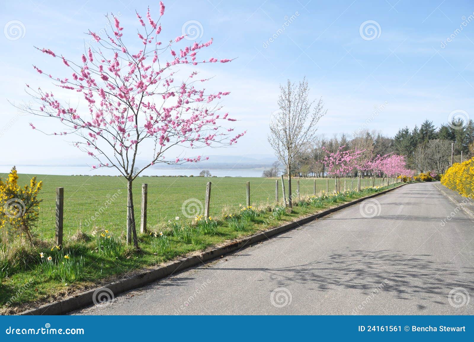 A Beautiful Private Road in Spring Time. Stock Image - Image of trees ...