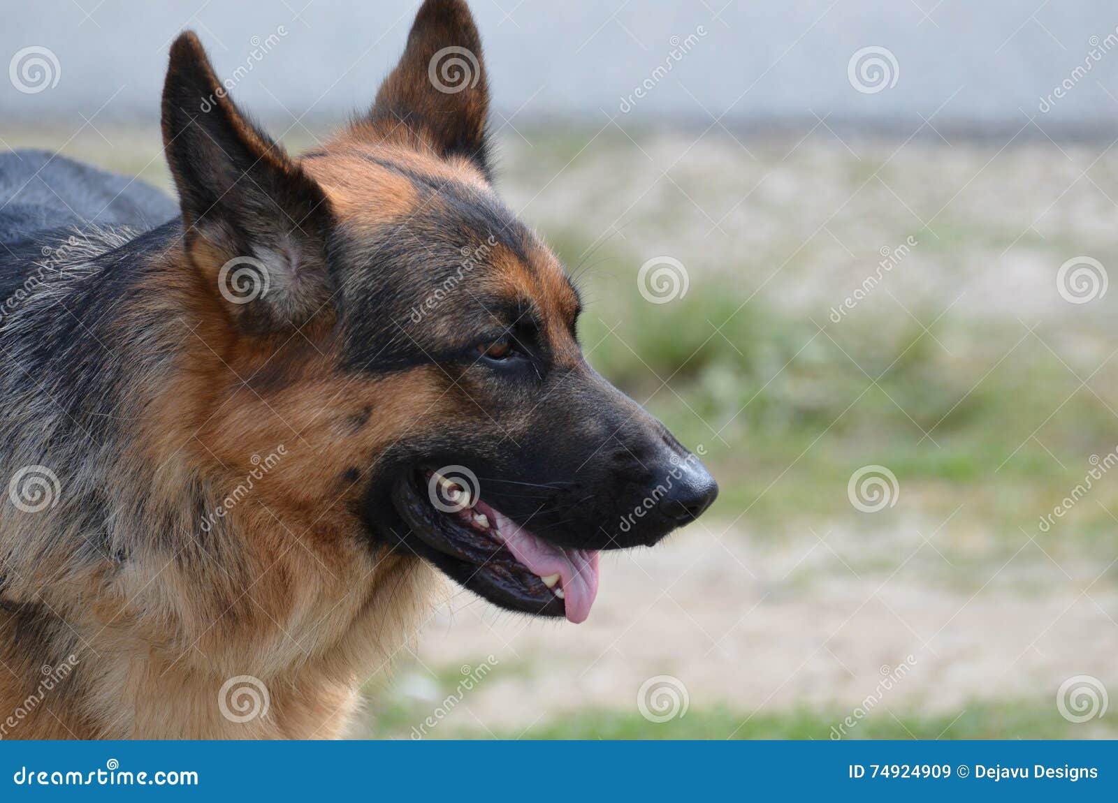 Beautiful Profile of a German Shepherd Dog Stock Image - Image of ...