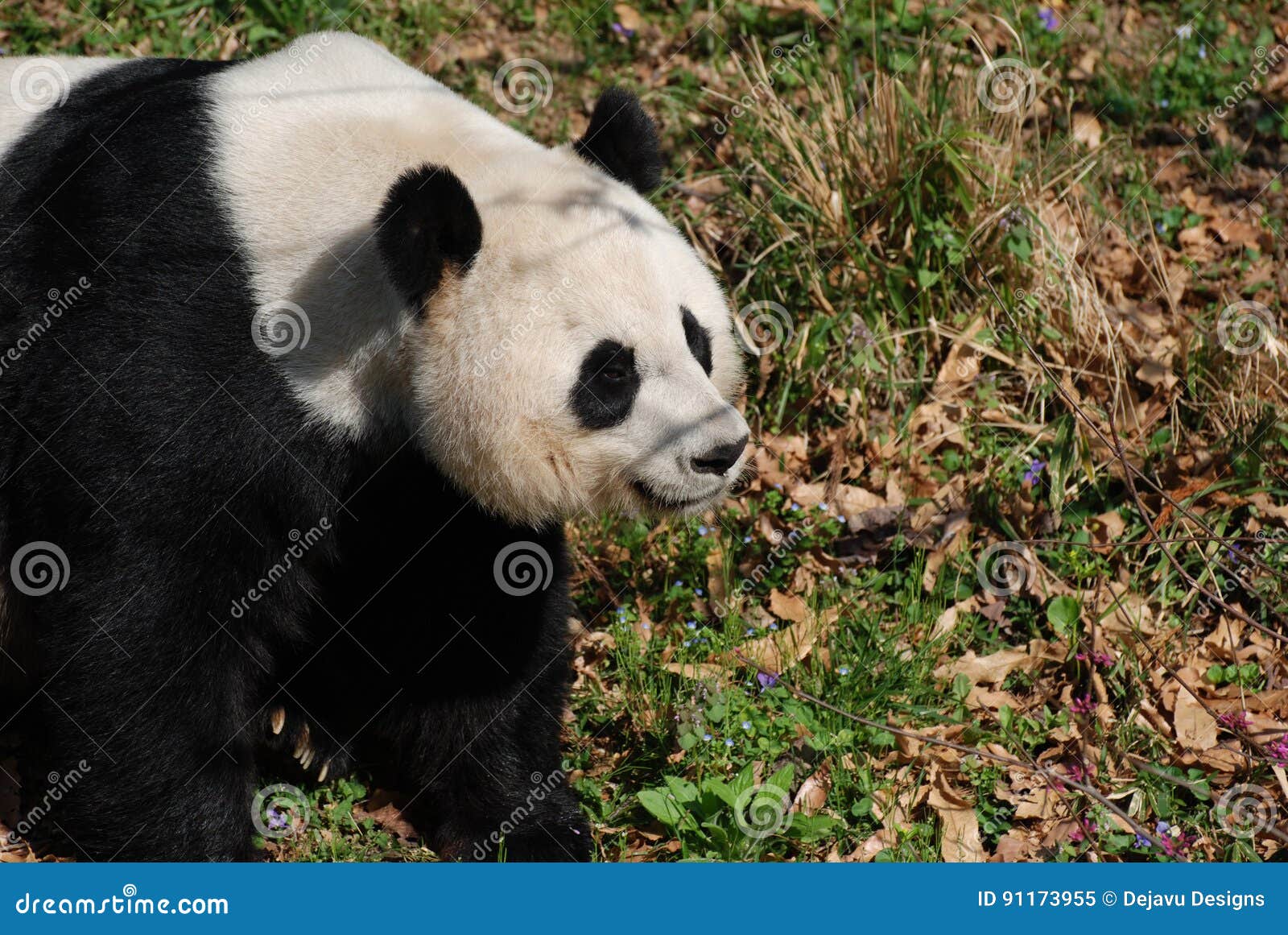 Beautiful Profile of a Giant Panda Bear in a Field Stock Image - Image ...