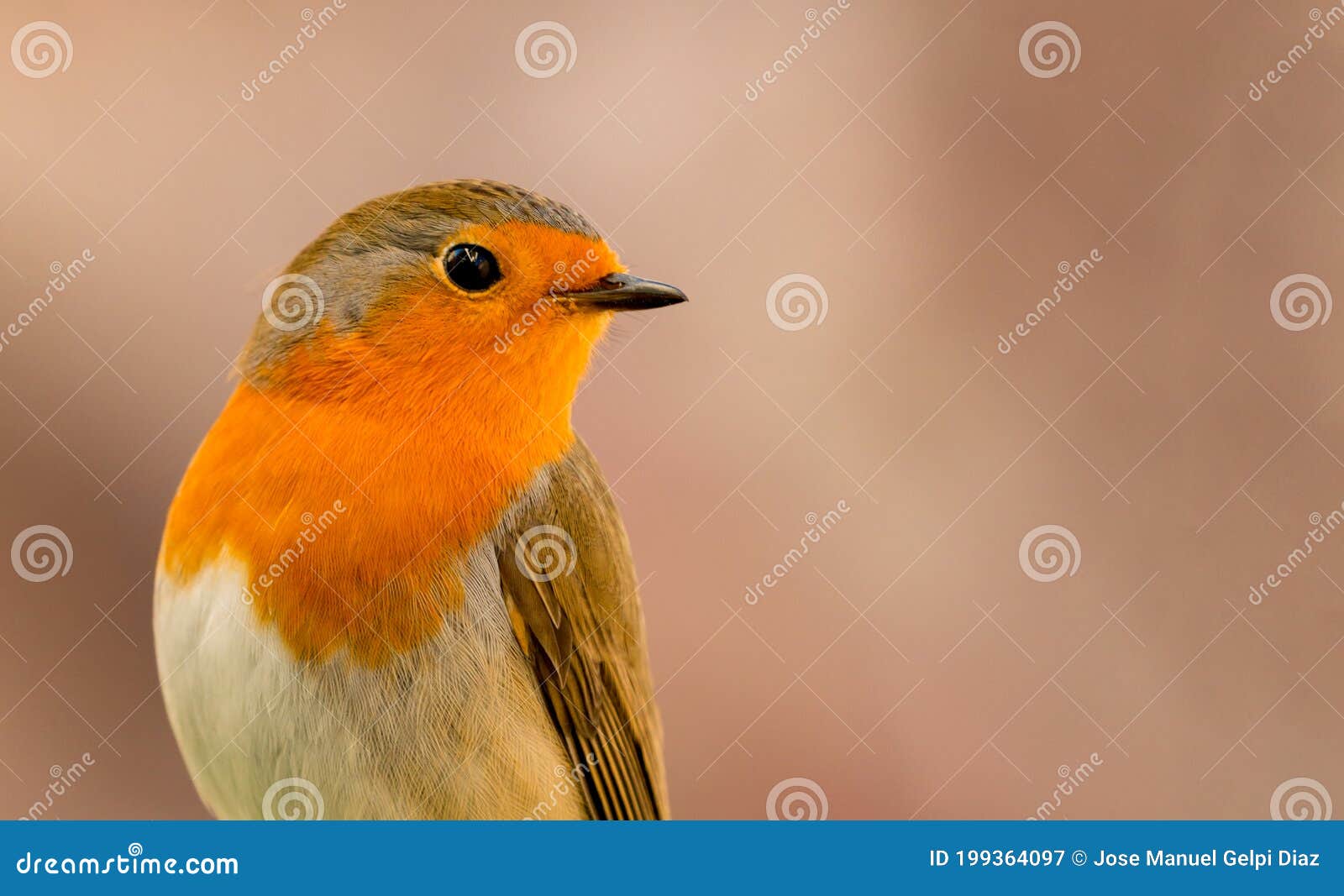 Beautiful Profile of a Red Bird Stock Image - Image of copyspace ...