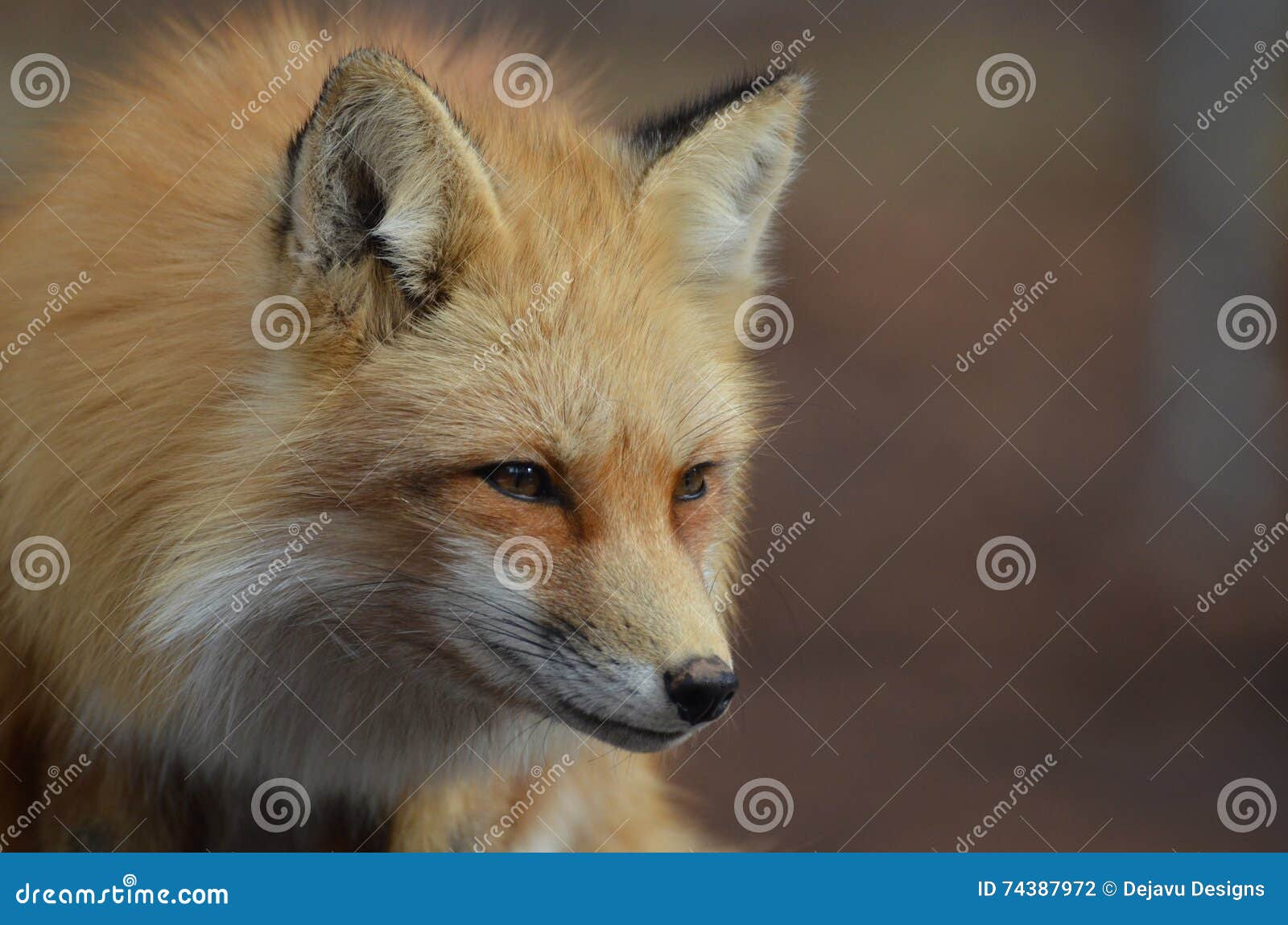 Beautiful Profile of a Red Fox Stock Photo - Image of vulpes, sitting ...